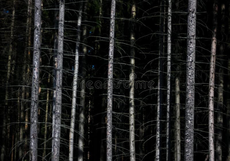 Forest Of White Trees Picture. Image: 83079066