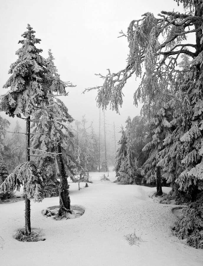 Dark Forest in Winter Landscape (black & White) Stock Image - Image of ...