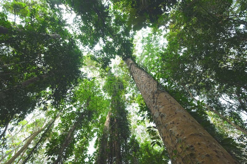 Dark Forrest and the Bright Sky. Stock Image - Image of sunrise, blue ...