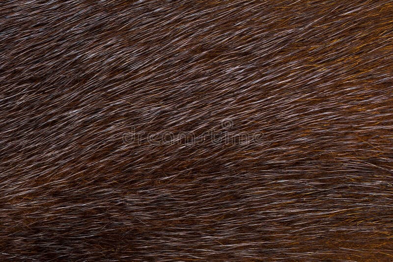 Mink fur texture stock photo. Image of background, black - 123459566