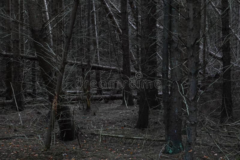 Dark, gloomy forest stock image. Image of inaccessible - 261911341