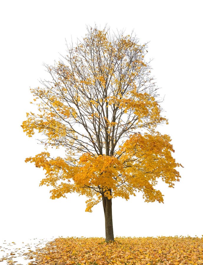 Dark Gold Maple and Fall Leaves on White Stock Photo - Image of change ...