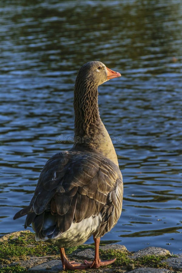 Dark Goose at Lake stock image. Image of domestic, fauna - 54898445