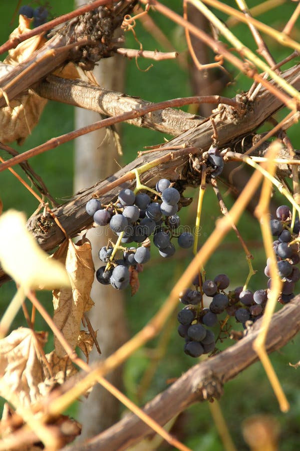 Dark grapes stock photo. Image of culture, vine, foliage - 11575786