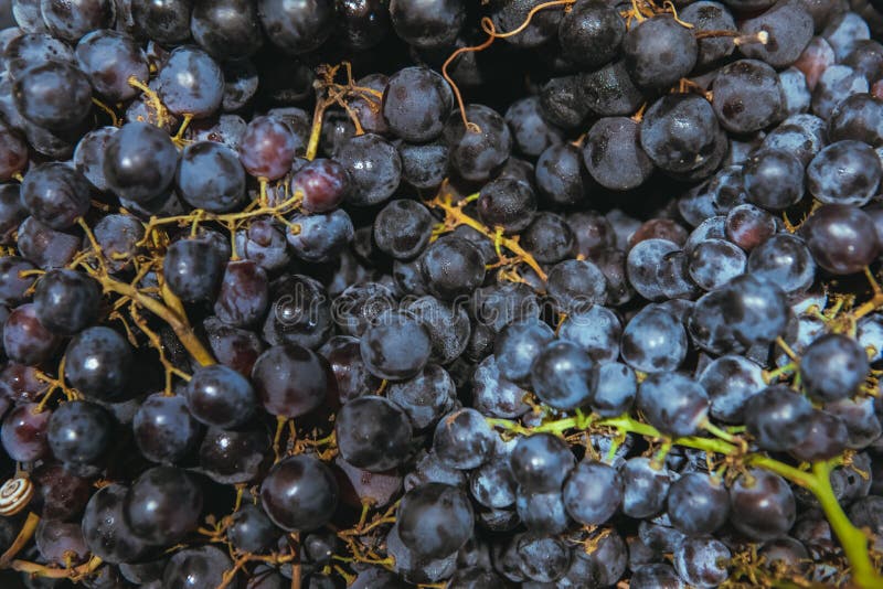 Dark Grapes Texture Overhead View Stock Photo - Image of muscat ...
