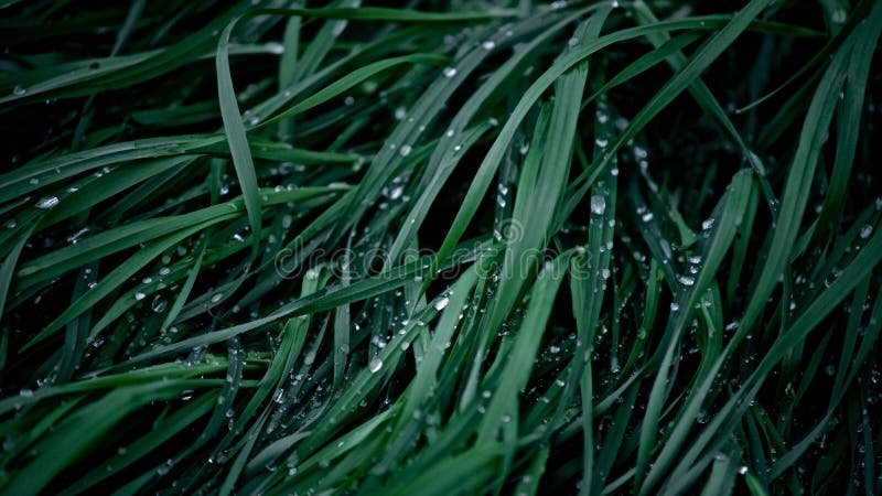 Dark Grass with Dew or Raindrops Stock Photo - Image of liquid, lawn ...