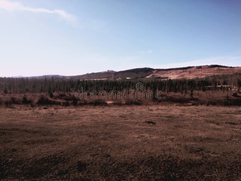 A Dark Grass Field on the Edge of a Forest Stock Image - Image of dark ...
