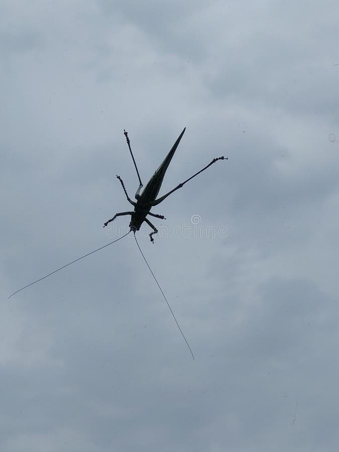 Dark Grasshopper in the Bright Sky. Stock Photo - Image of line, wind ...