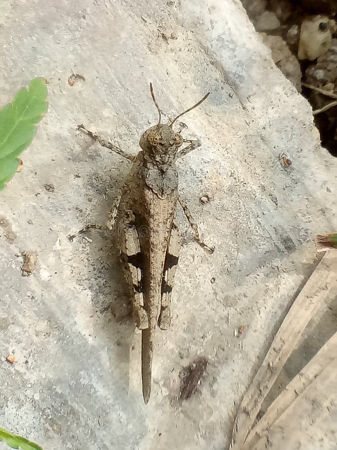 Strongng Stock Photos - Free & Royalty-Free Stock Photos from Dreamstime