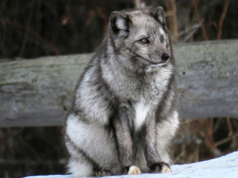 Dark Gray Arctic Fox Sitting in the Snow Stock Photo - Image of nature ...
