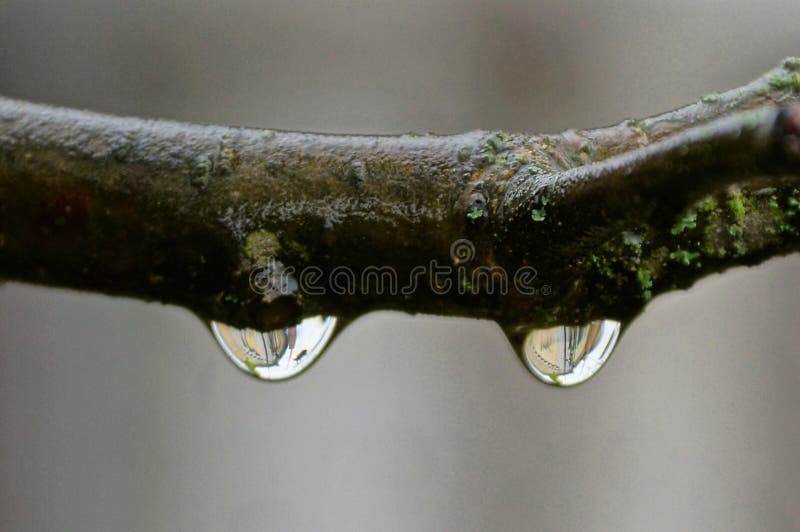 Two Drops of Rain on a Gray Branch of a Tree Stock Photo - Image of ...