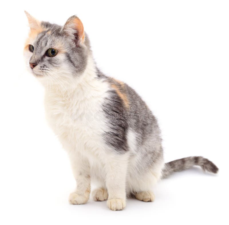 Dark gray cat stock image. Image of animals, pets, curiosity - 167361853