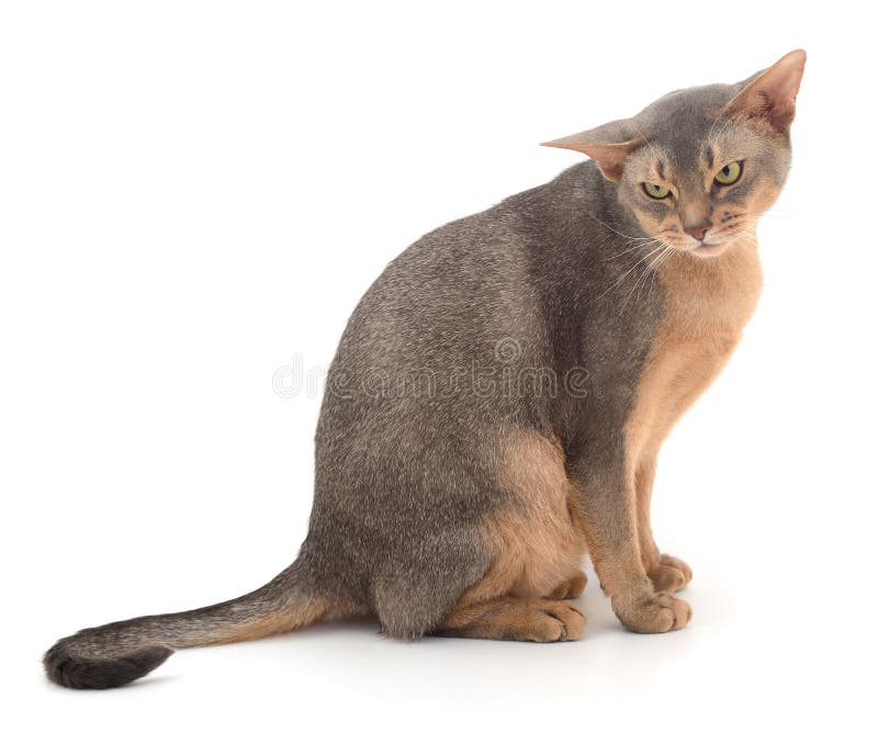 Dark gray cat stock photo. Image of feline, kitten, pets - 273801044