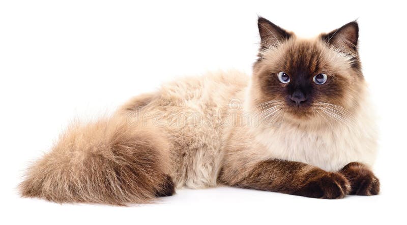 Dark gray cat. stock photo. Image of pets, beauty, mammal - 87256204