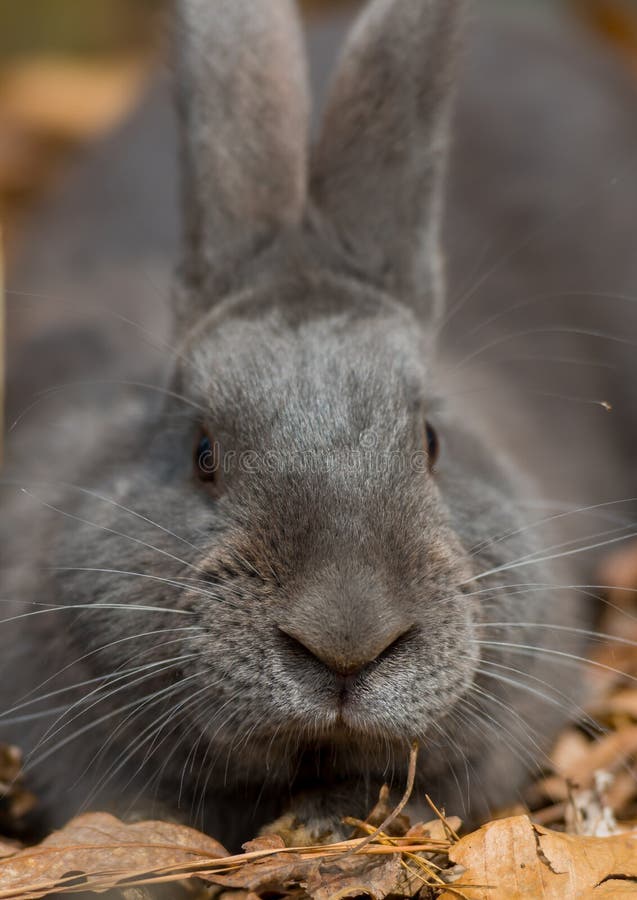 Dark Gray Rabbit Looks at Camera Stock Image - Image of easter ...