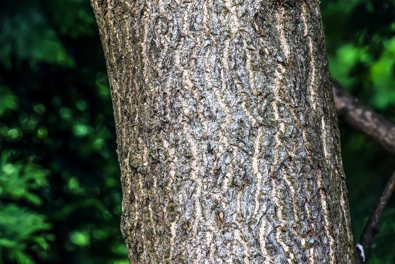 The Dark Gray Texture of the Bark of the Ginkgo Biloba Tree, Also ...