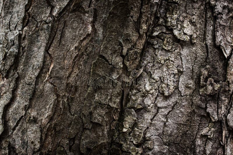Dark Gray Tree Bark Fantasy Texture for Design Stock Photo - Image of ...