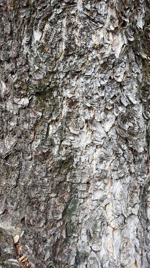 Dark Gray Tree Bark Texture Pattern for Use As Background Stock Image ...