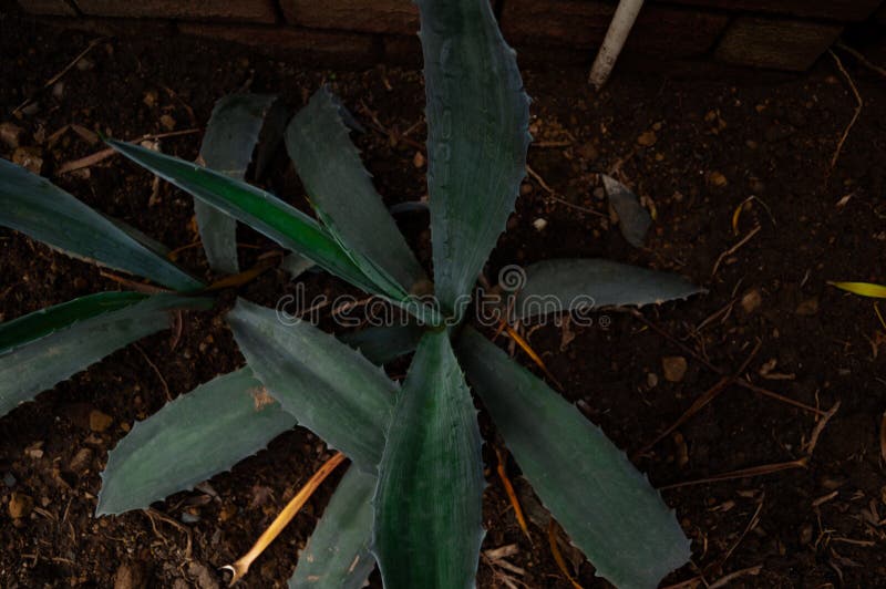 Dark green Alo plant stock image. Image of nature, dark - 174234255