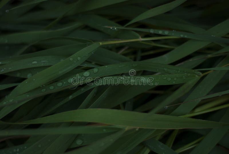 Dark Green Background. Background of Grass and Dew Drop Stock Photo ...