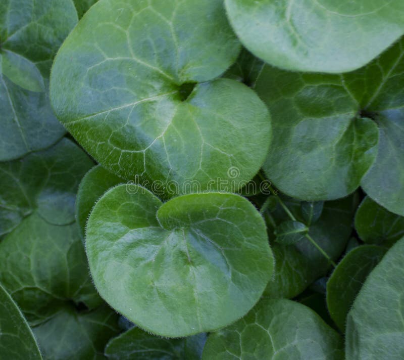 Dark Green Botanical Leaves. Leave the Background of Nature. Green ...