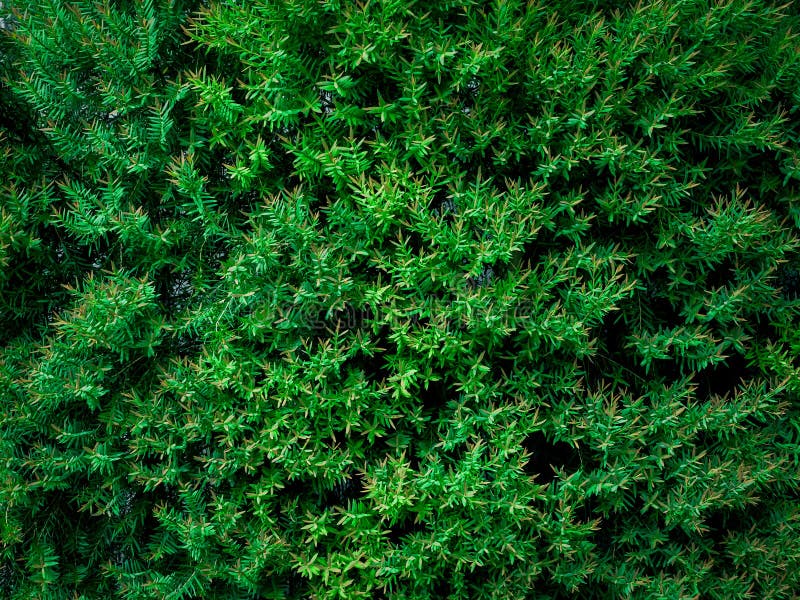 Dark Green Branch Christmas Tree Leaf Pattern Texture Wallpaper. Stock ...