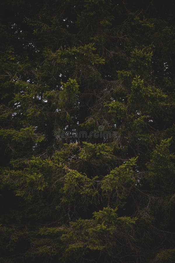 Dark Green Branches of Coniferous Trees in the Forest. Stock Photo ...