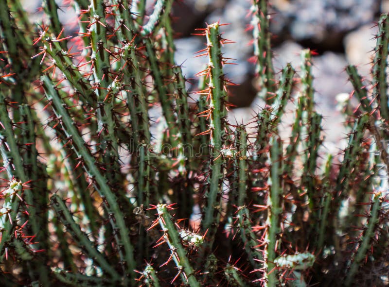 Dark Green Cactus with Bright Red Thorns Stock Photo - Image of spiny ...