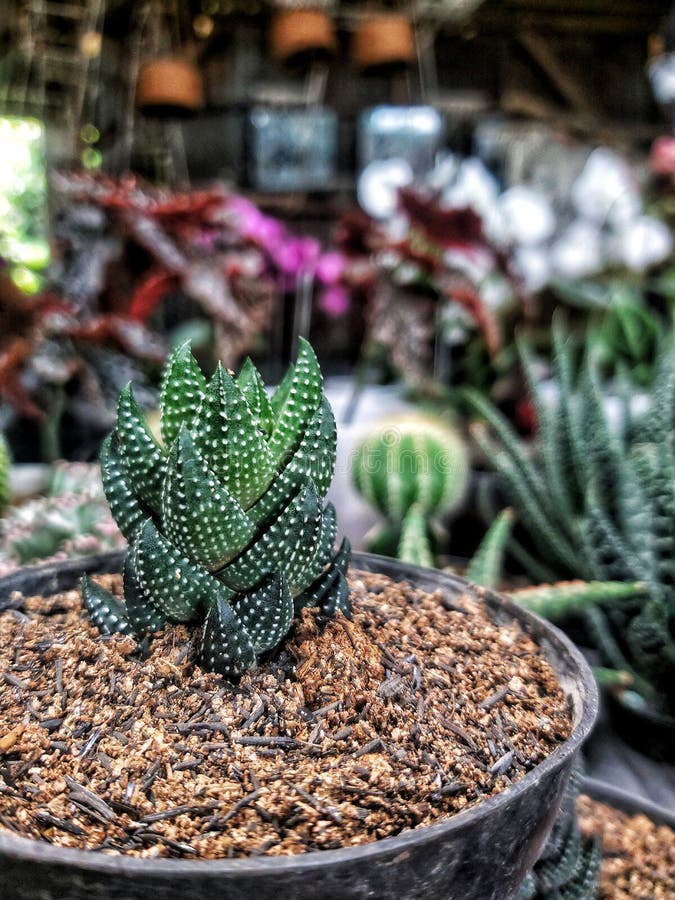 Dark Green Cactus Tree in Flower Shop Stock Photo - Image of thorns ...