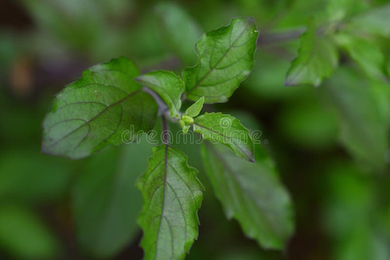 Dark Green Color of Holy Basil Stock Image - Image of flower, healthy ...