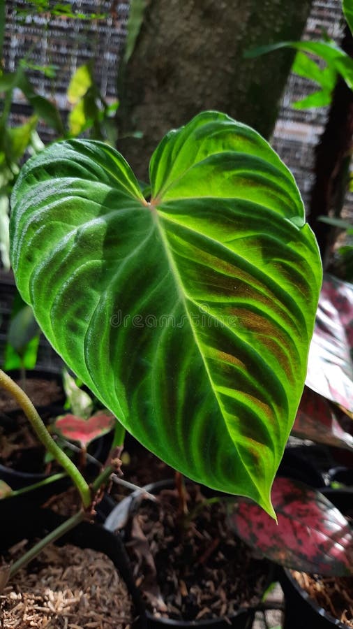 Dark Green, the Color of this Leaf is Very Sharp, Very Beautiful Stock ...