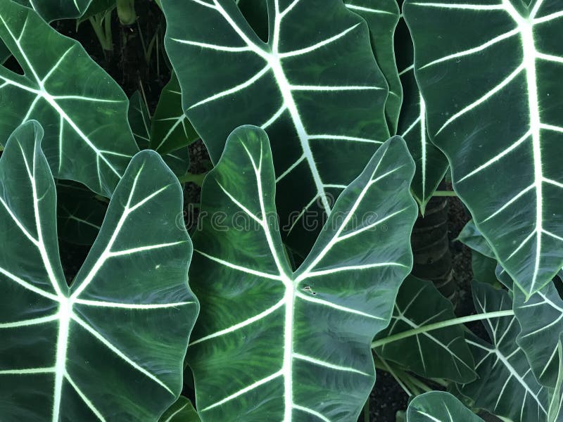 Dark Green Color Leaves of Elephant Ear Plant Stock Photo - Image of ...