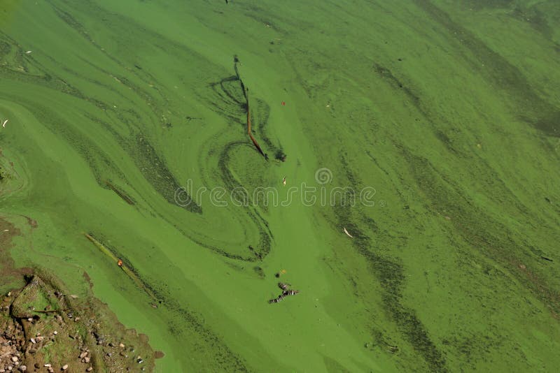 Dark Green Colored Algae that Fill the Lake Stock Image - Image of lake ...