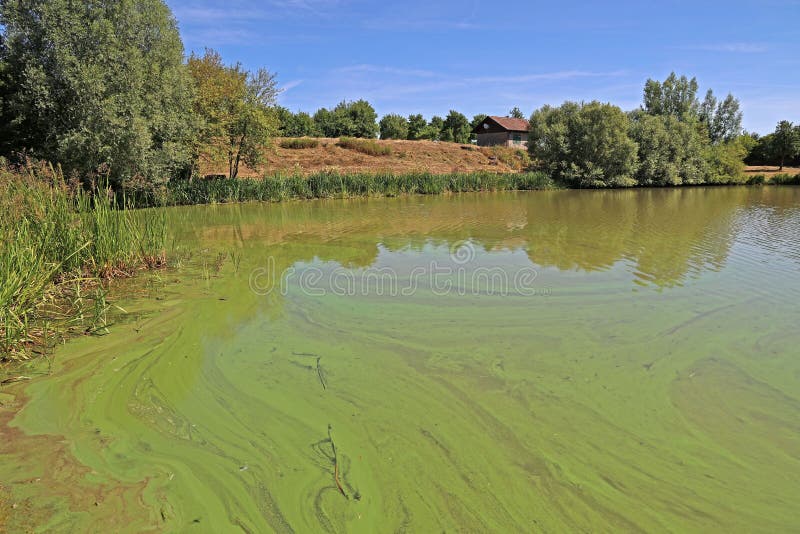 Dark Green Colored Algae that Fill the Lake Stock Image - Image of ...
