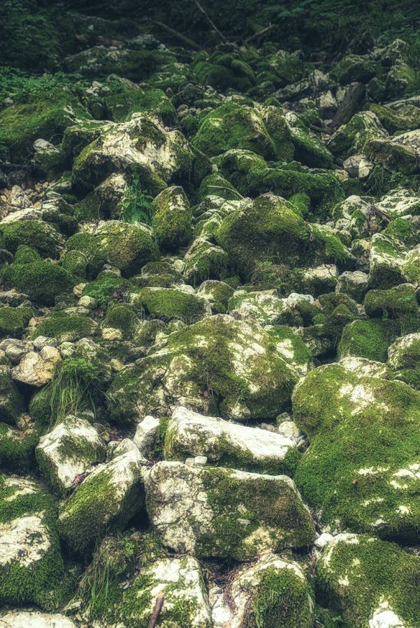 Dark Green Coloured Moss Growing on Limestone Rocks Stock Image - Image ...