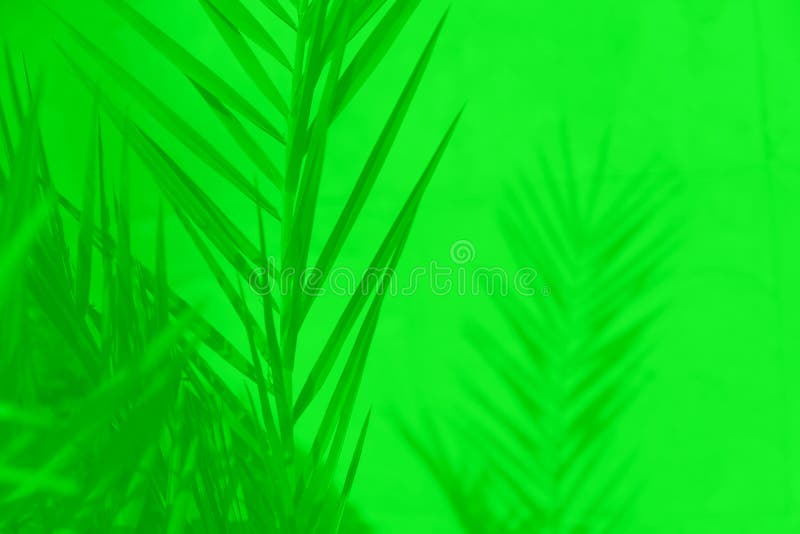 Dark Green Date Palm Leaves on Vivid Green Background Stock Photo ...