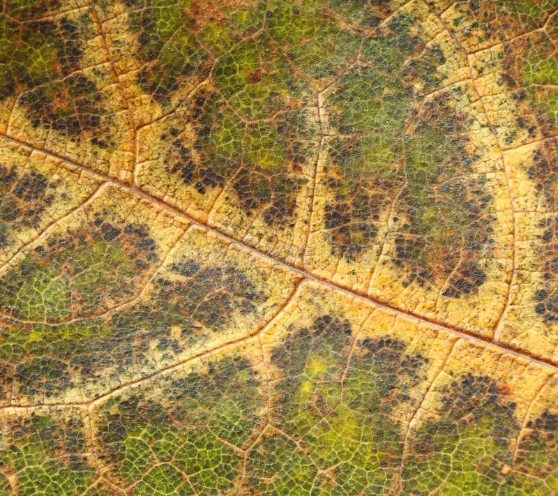 Dark Green Dead Leaf Background Stock Photo - Image of grunge, closeup ...
