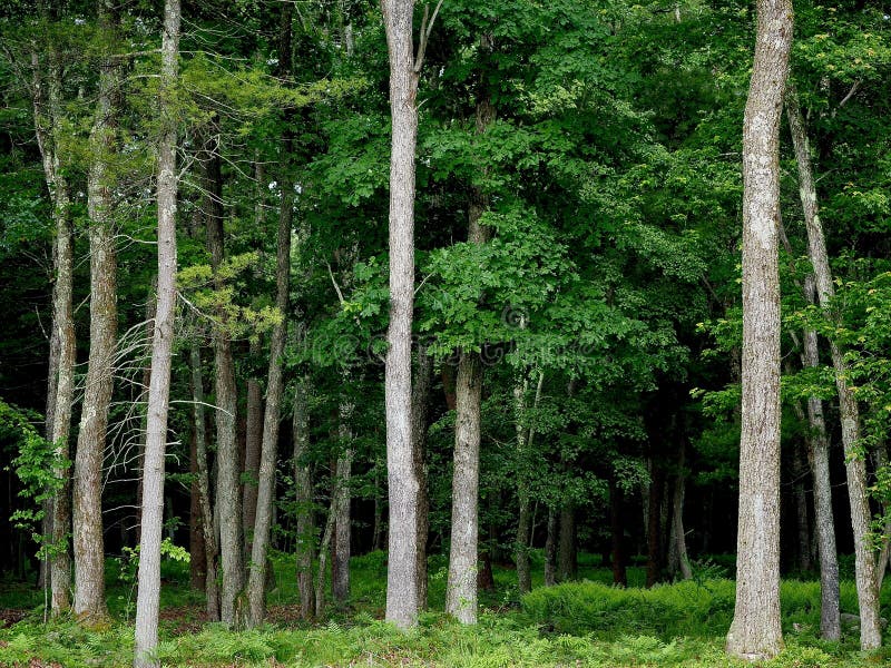 Deciduous Trees Covered in Lichens and Glowing with Pretty Red Orange ...