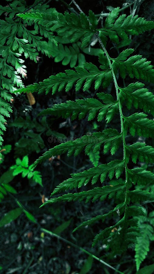 Dark green fern leaves stock image. Image of green, spruce - 220243221
