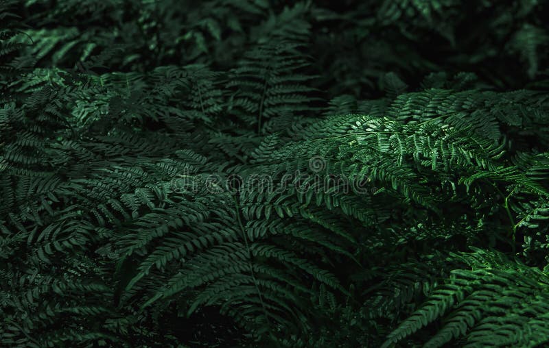 Dark Green Fern Leaves stock photo. Image of organic - 96419086