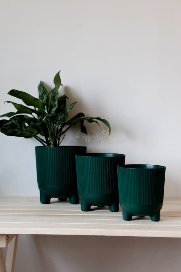 Dark Green Flower Pots on Table on White Background Stock Image - Image ...