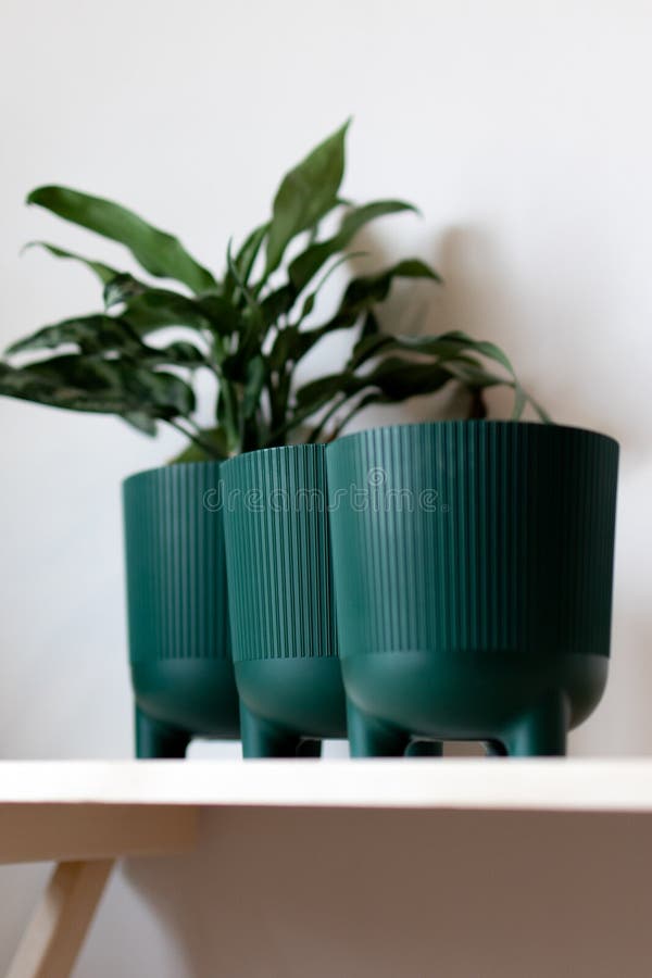 Dark Green Flower Pots on Table on White Background Stock Photo - Image ...