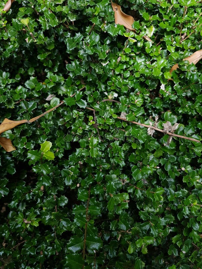 Dark Green Foliage on the Bush with Dried Leaves Stock Image - Image of ...