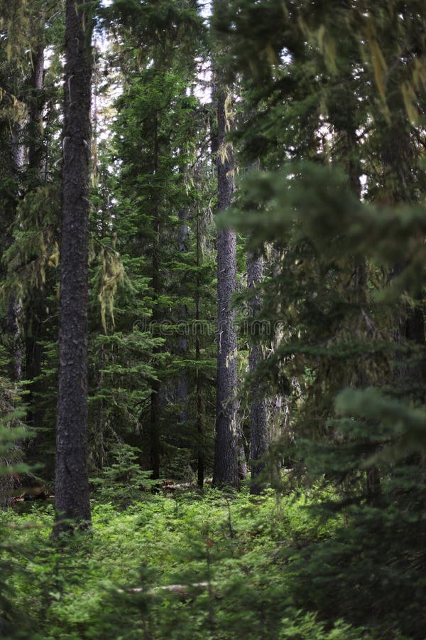Dark green forest stock photo. Image of comfy, green - 259716290