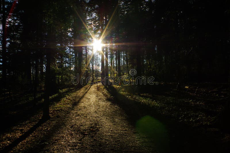 Dark Green Forest with a Path between Trees at Sunrise. Stock Image ...