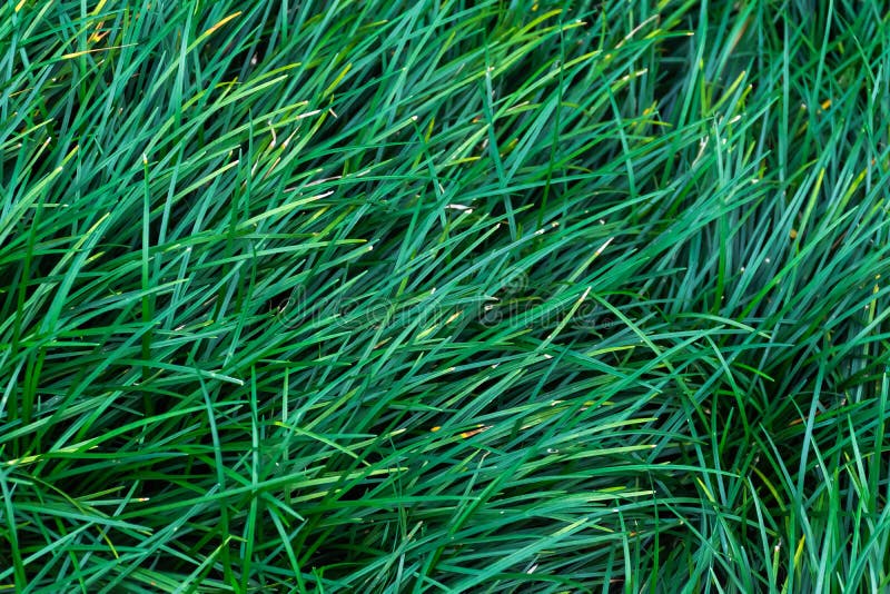 Dark Green Grass Background Stock Image - Image of natural, botany ...