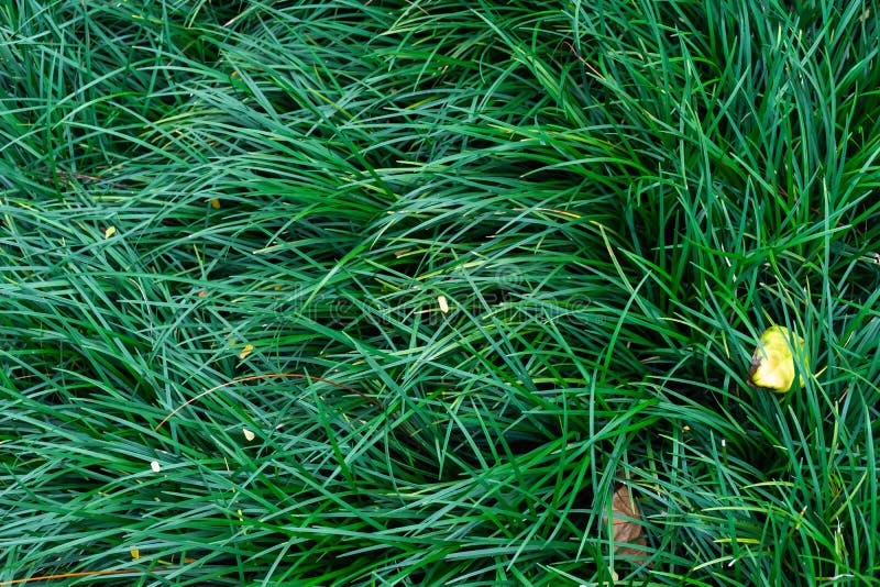 Dark Green Grass Background Stock Image - Image of natural, botany ...