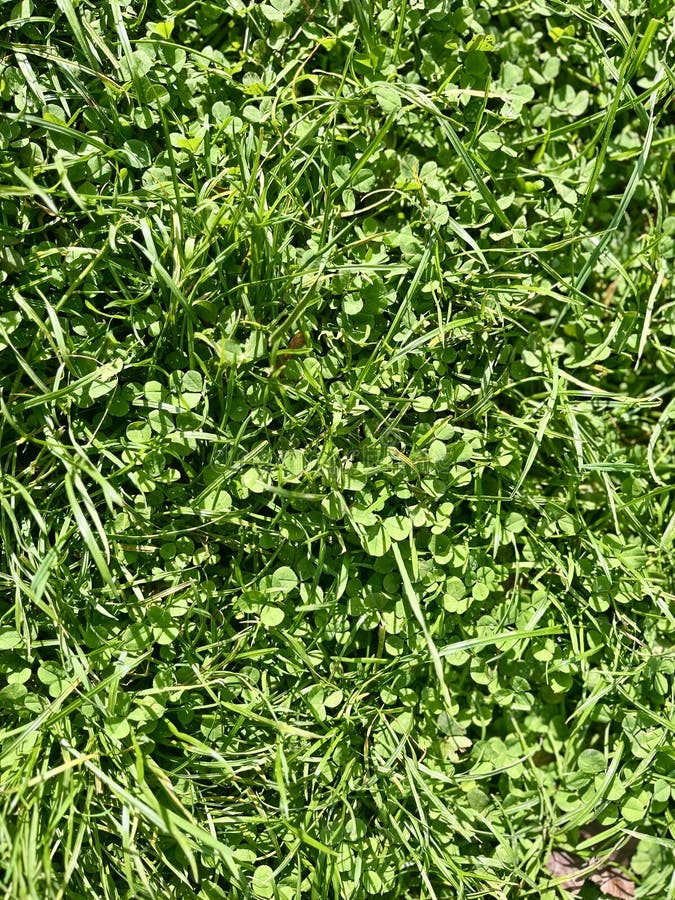 Dark green grass close up stock photo. Image of fresh - 339668488
