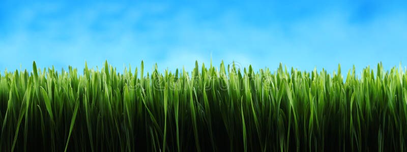 Dark green grass panorama stock image. Image of plain - 142096499