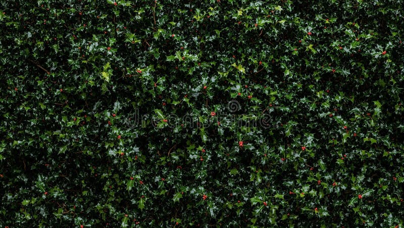Dark Green Holly Leaves with Glossy Texture and Sharp Edges Stock ...